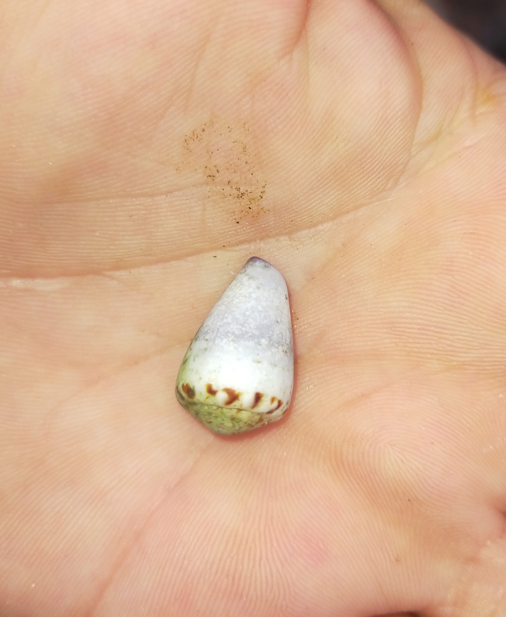 Conus musicus Hwass, 1792