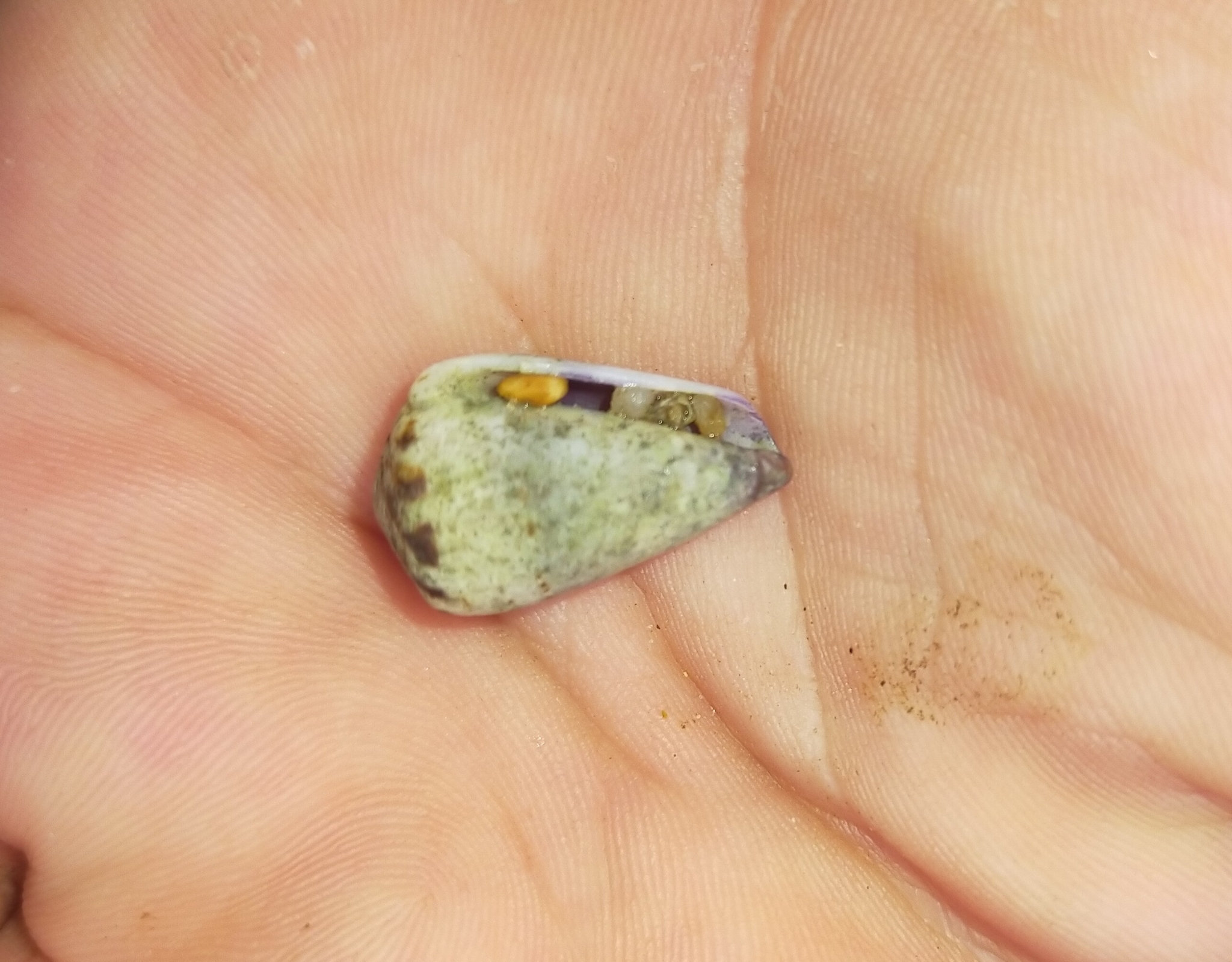 Conus musicus Hwass, 1792