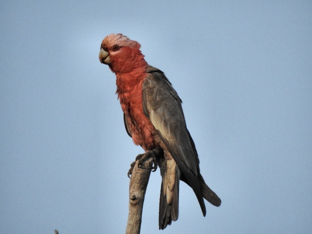 Galah from Georgetown QLD 4871, Australia on April 09, 2022 at 06:18 PM ...