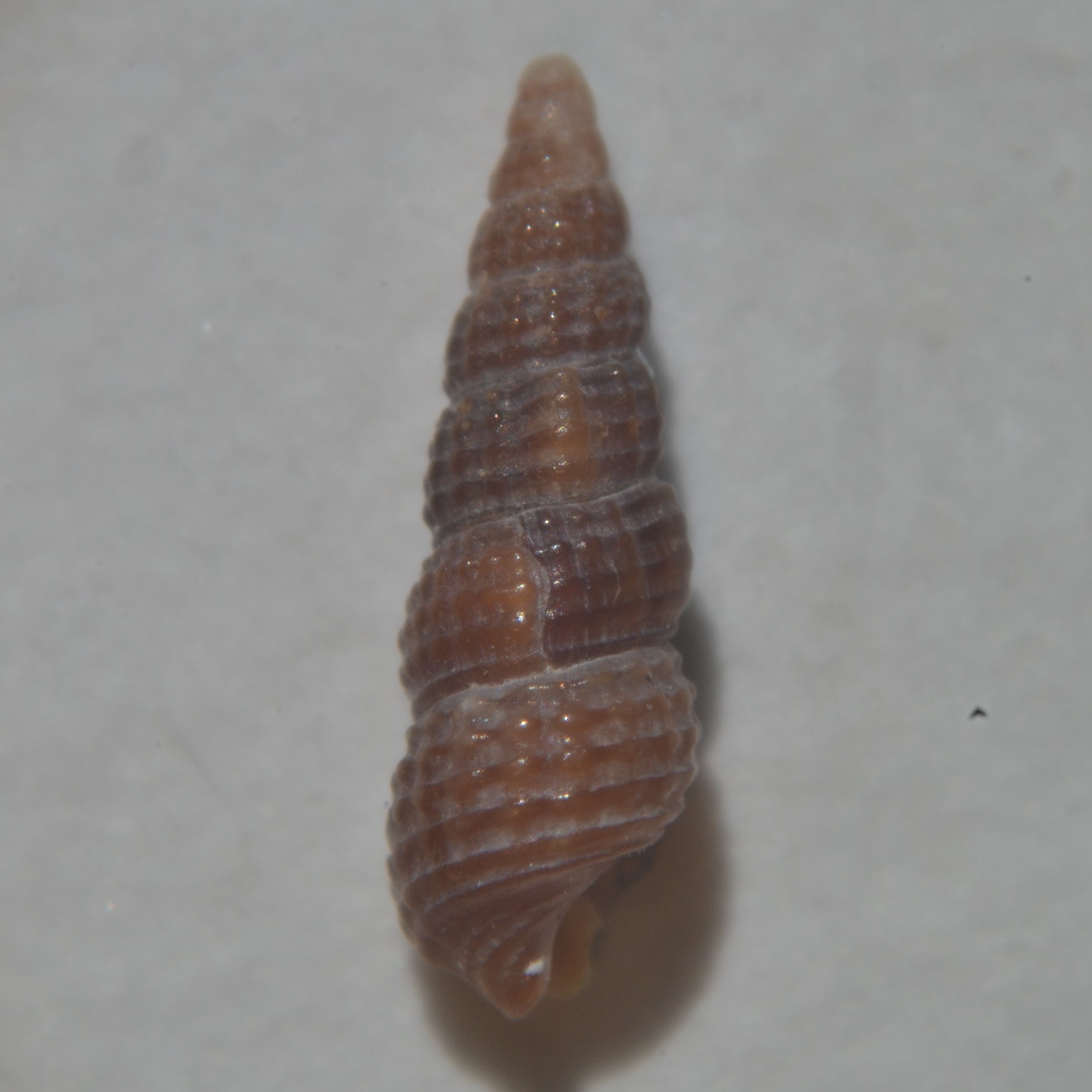 Bittium reticulatum (da Costa, 1778)