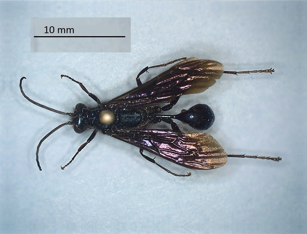 Nearctic Blue Mud-dauber Wasp from Sherbrooke, QC, Canada on August 08 ...