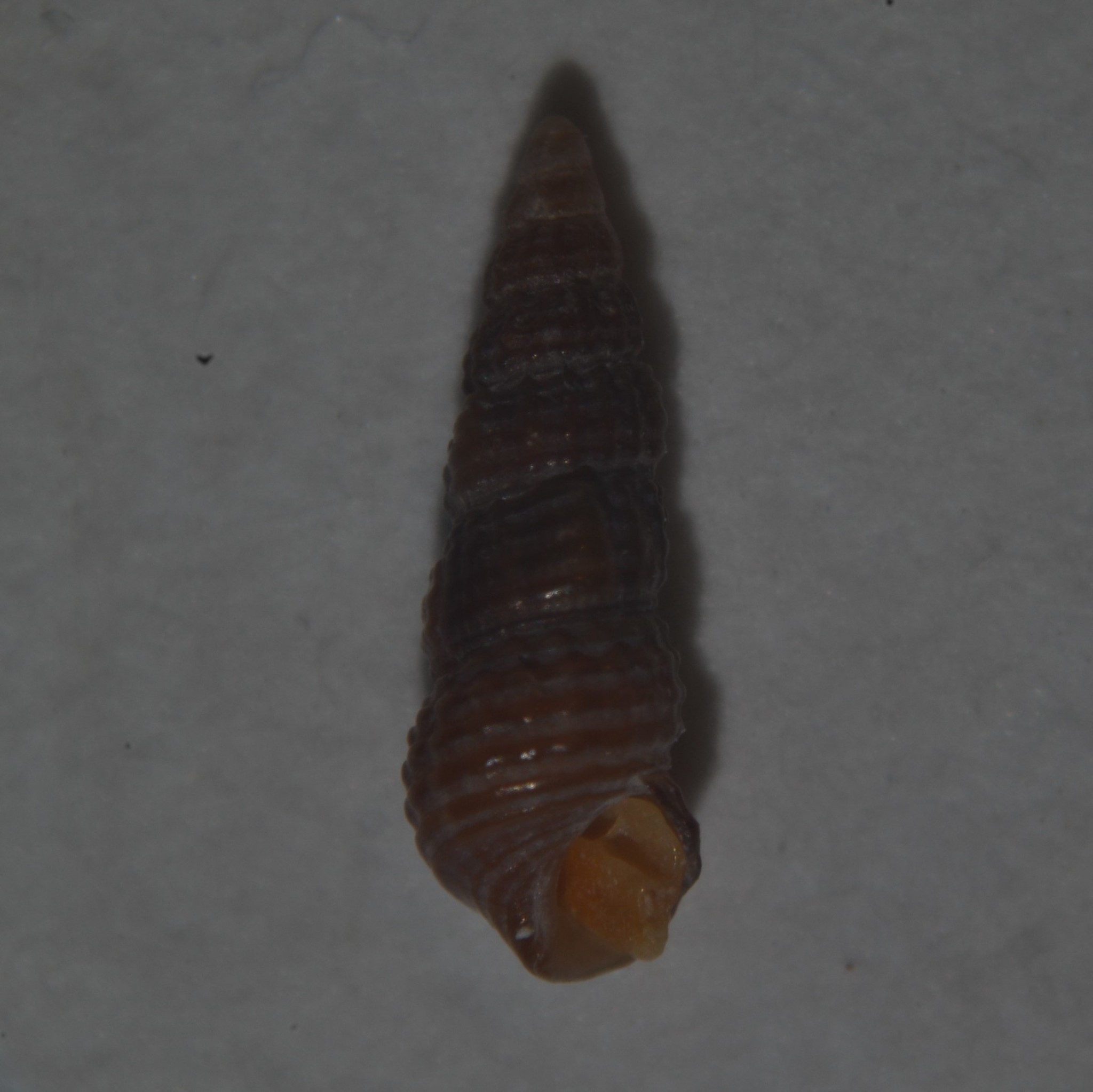 Bittium reticulatum (da Costa, 1778)