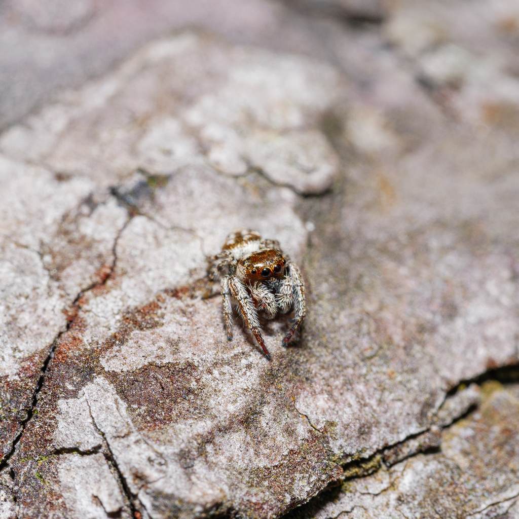 Jumping Spiders from Ferrymead, Christchurch, New Zealand on March 24 ...