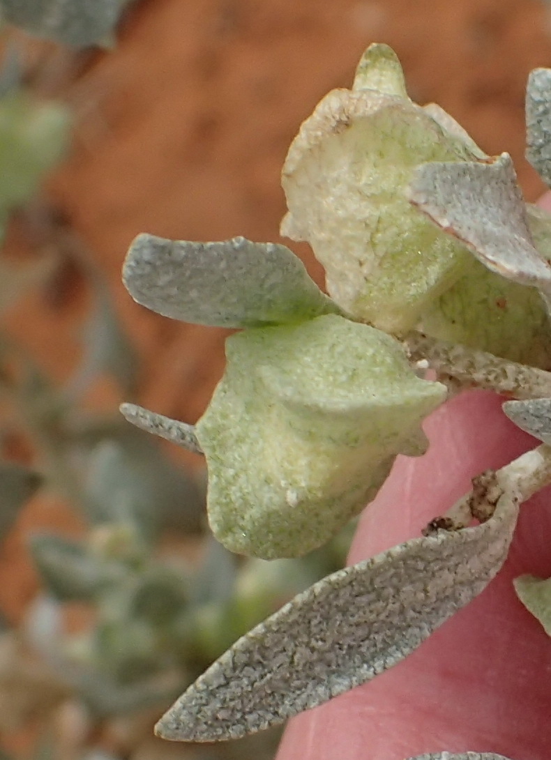 Atriplex lindleyi Moq.