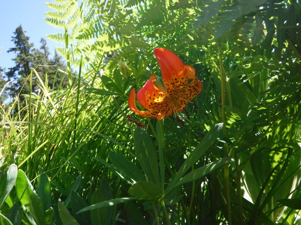 Leopard Lily from Shasta County, CA, USA on July 11, 2018 at 07:59 AM ...