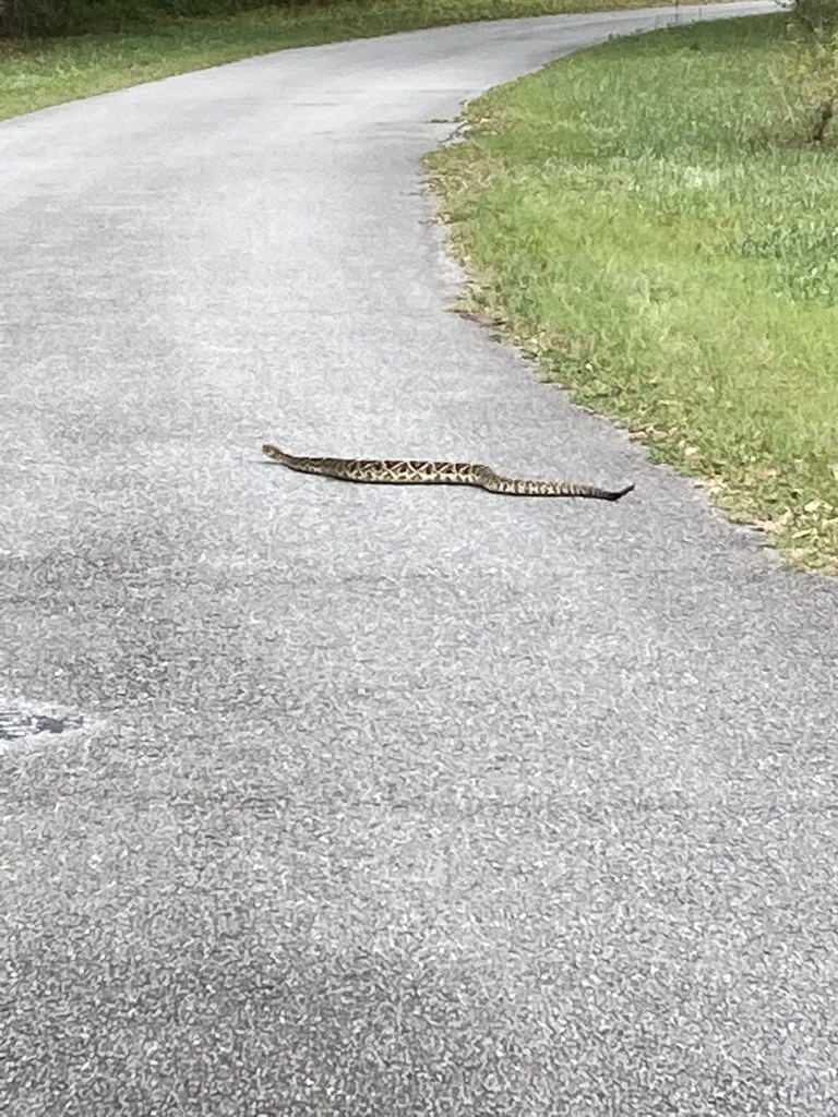 Eastern Diamondback Rattlesnake from Harris Neck National Wildlife ...