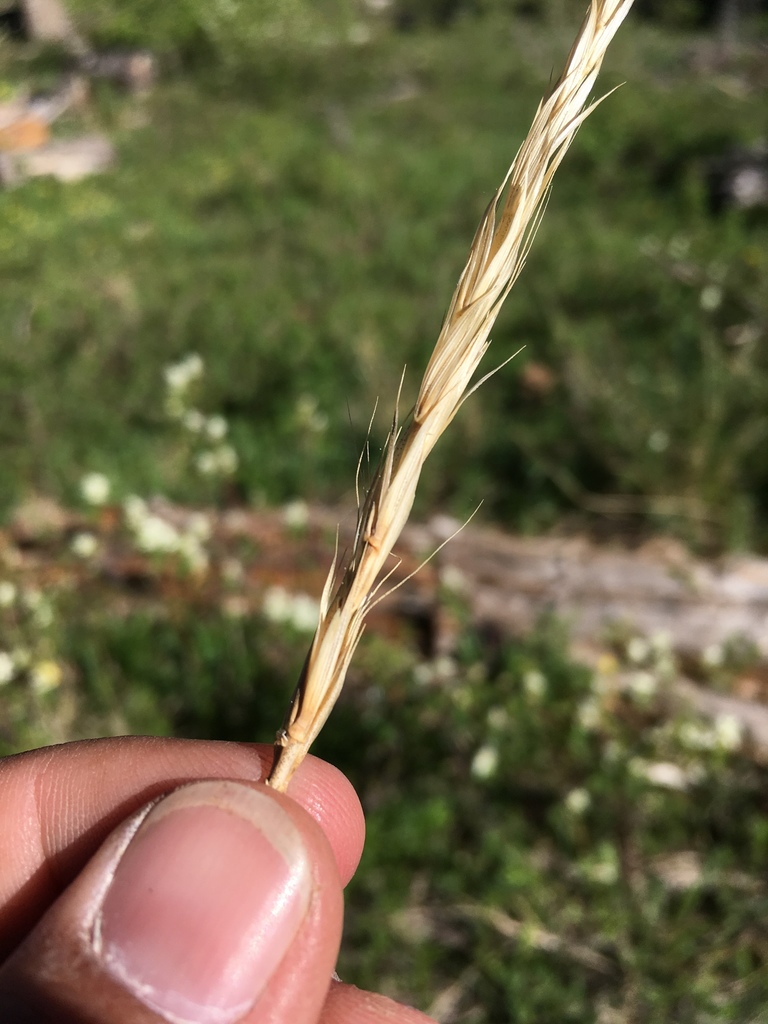 slender wheatgrass (Plants of Chatfield State Park) · iNaturalist