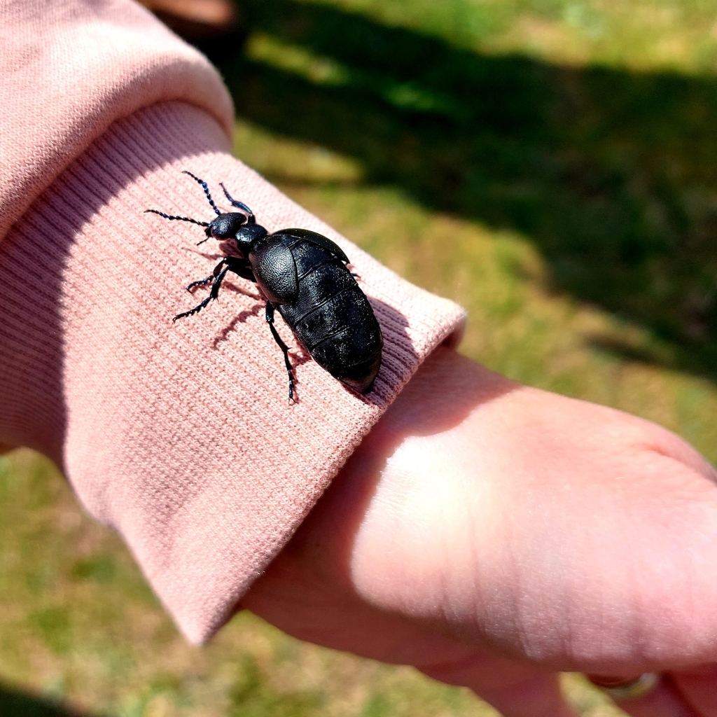 Black Oil Beetle from Hursley, Winchester SO21 2JG, UK on April 09 ...