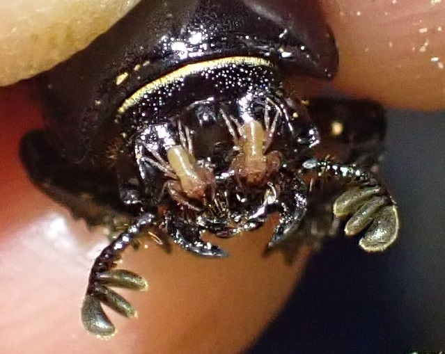 Lechytia from Millaroo QLD 4807, Australia on April 3, 2022 at 08:15 PM ...