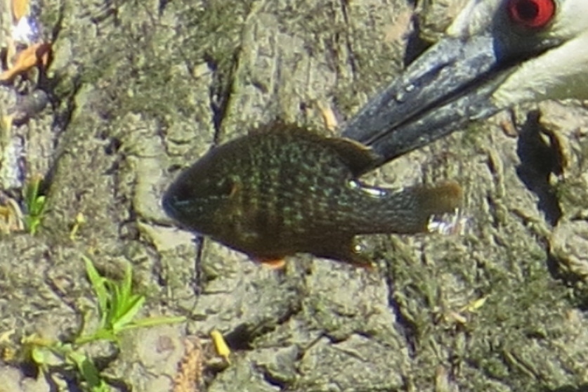 Green Sunfish from LaBagh Woods, North Park, Chicago, Cook County, IL ...