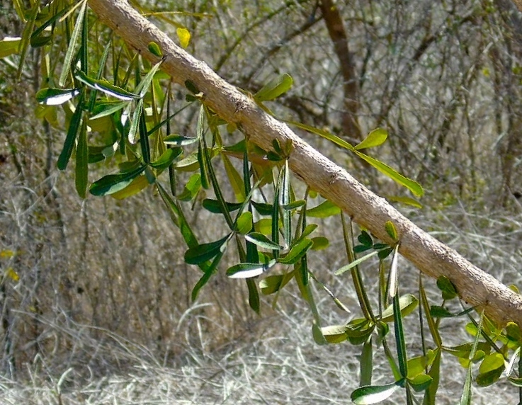Winged Calabash on May 18, 2015 at 09:37 AM by Francisco Farriols ...