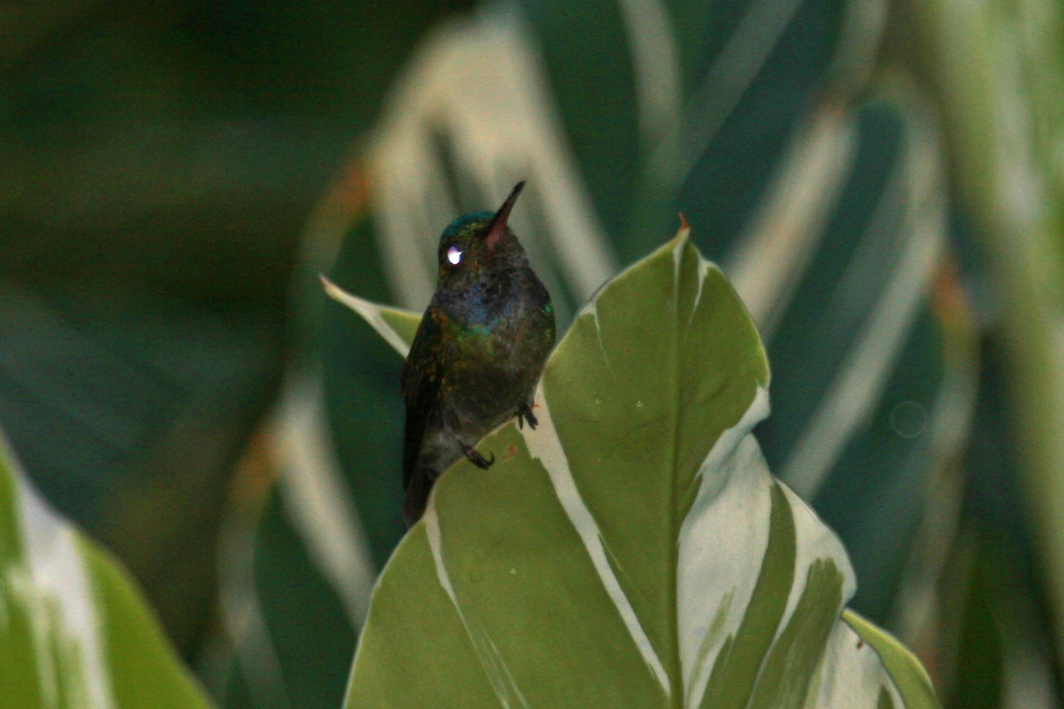 Polyerata decora Salvin, 1891