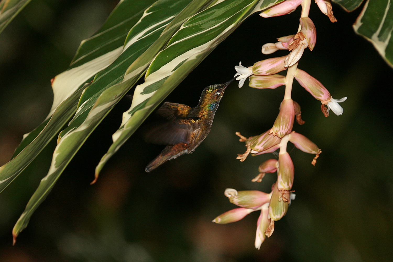 Polyerata decora Salvin, 1891