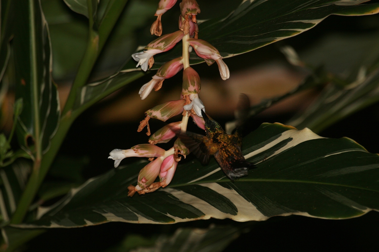 Polyerata decora Salvin, 1891