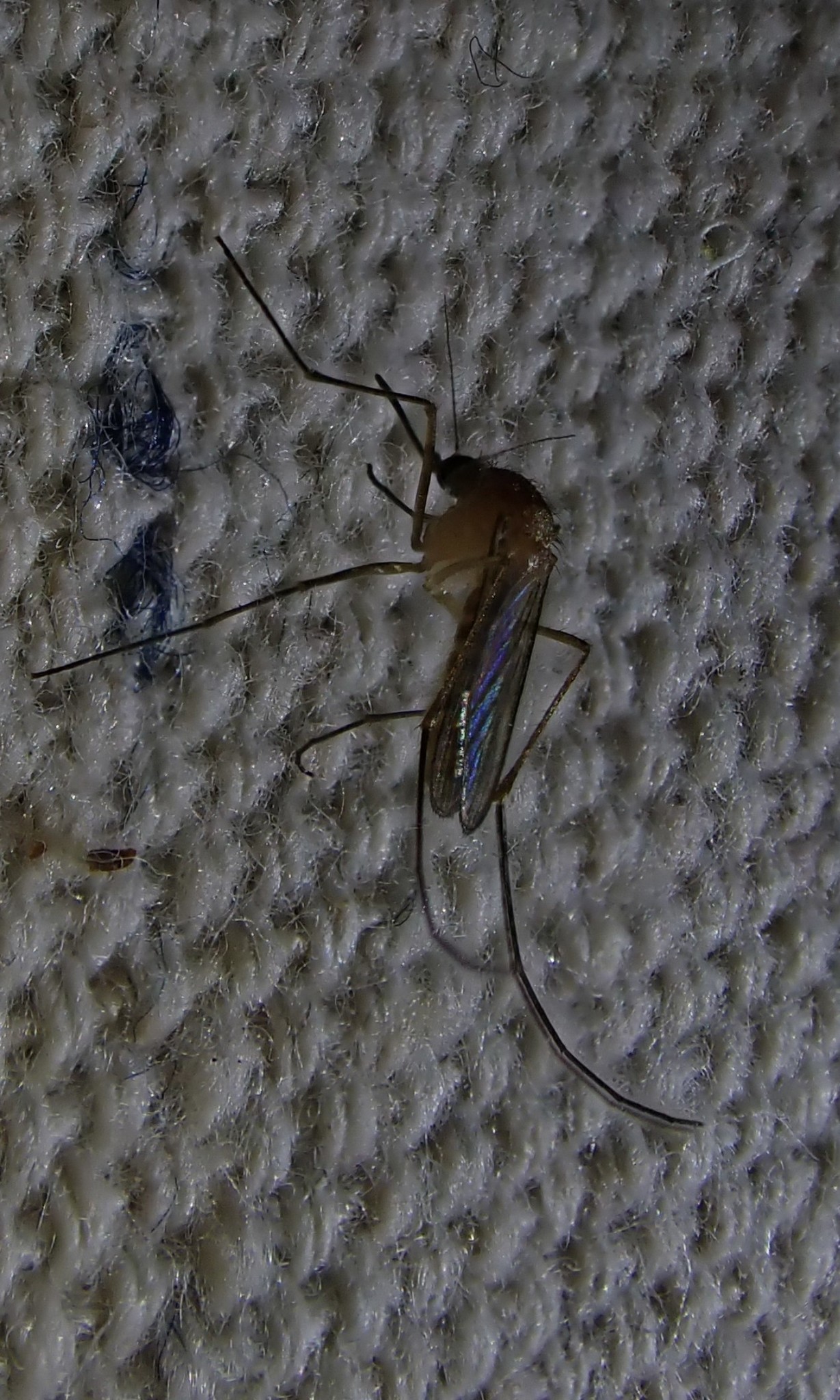 Culex pipiens Linnaeus, 1758