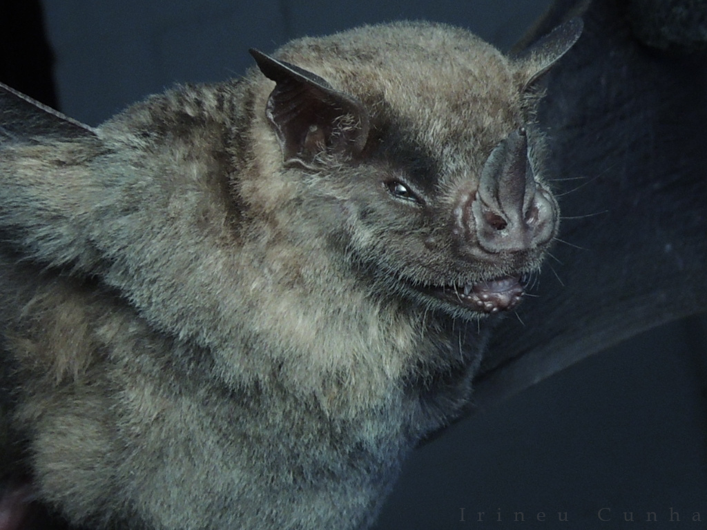 Artibeus fimbriatus Gray, 1838