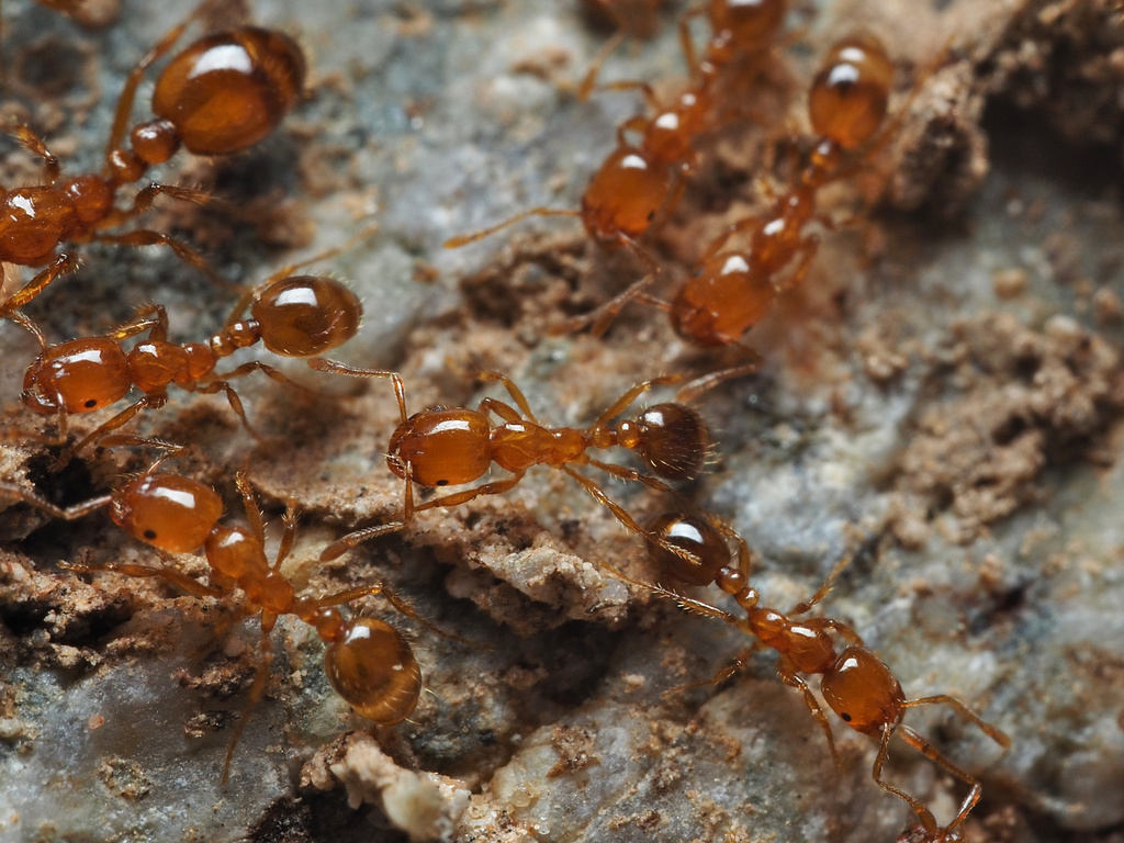 Golden Fire Ant from Maricopa, Arizona, United States on April 3, 2022 ...