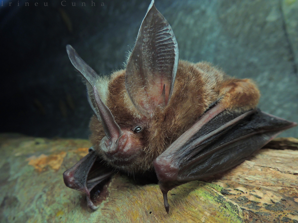 golden bat (Mimon bennettii) - Know Your Mammals