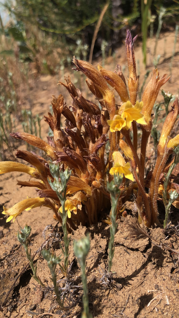 yellow clustered broomrape from CA-128, Napa, CA, US on April 08, 2022 ...