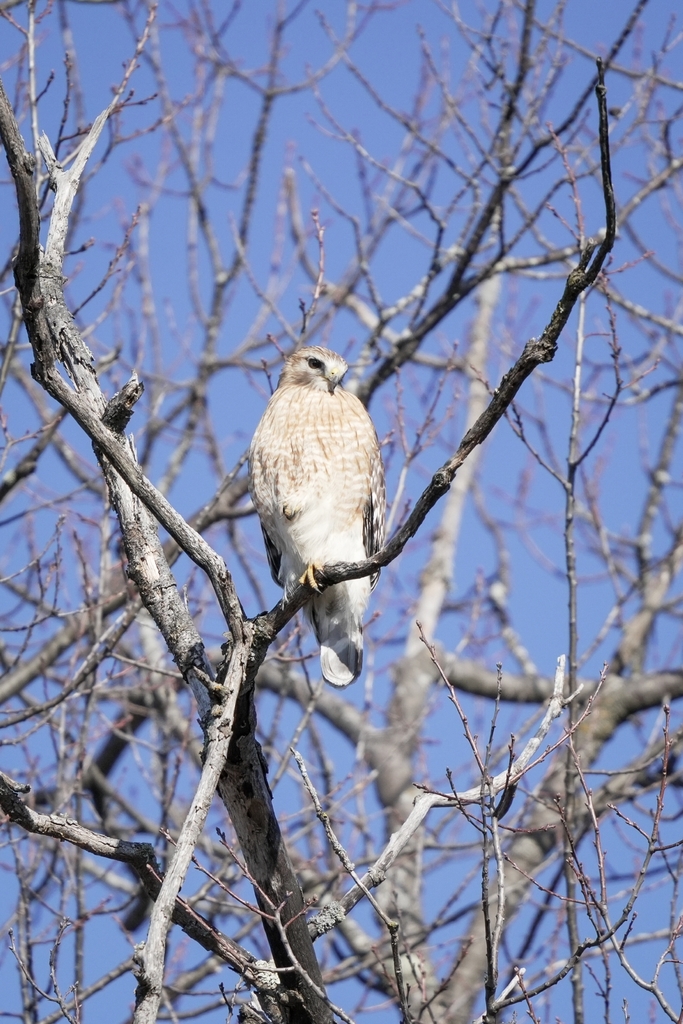 Eastern red-shouldered hawk from Kathio Township, MN, USA on April 09 ...