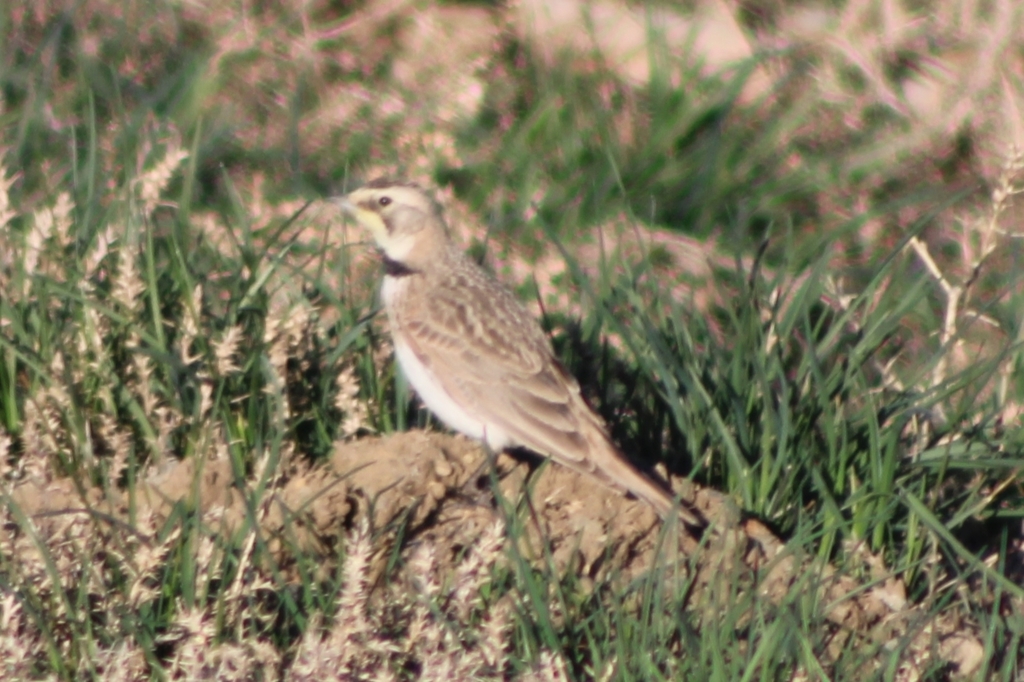 Dusky Horned Lark from Malheur County, OR, USA on April 06, 2022 at 07: ...