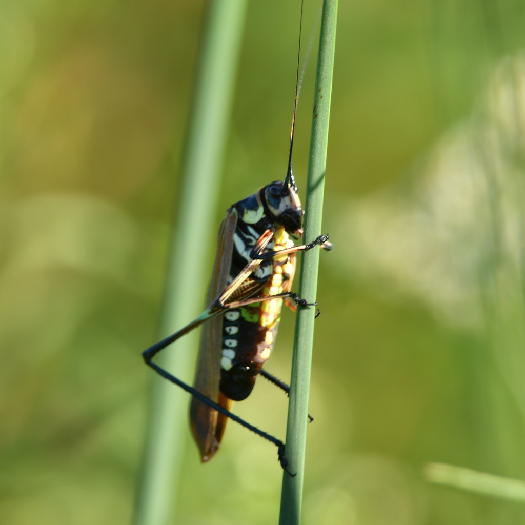 Scaphura elegans from Gral Villegas, Provincia de Buenos Aires ...