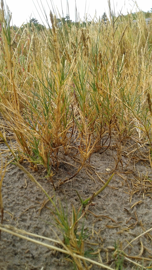 Australian Salt-grass from Normanville SA 5204, Australia on March 17 ...