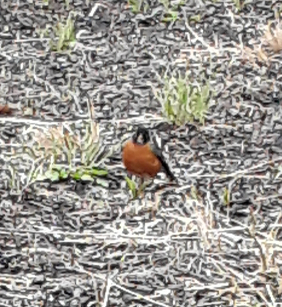 American Robin from Indianapolis, Indiana 46202, États-Unis on April 09 ...