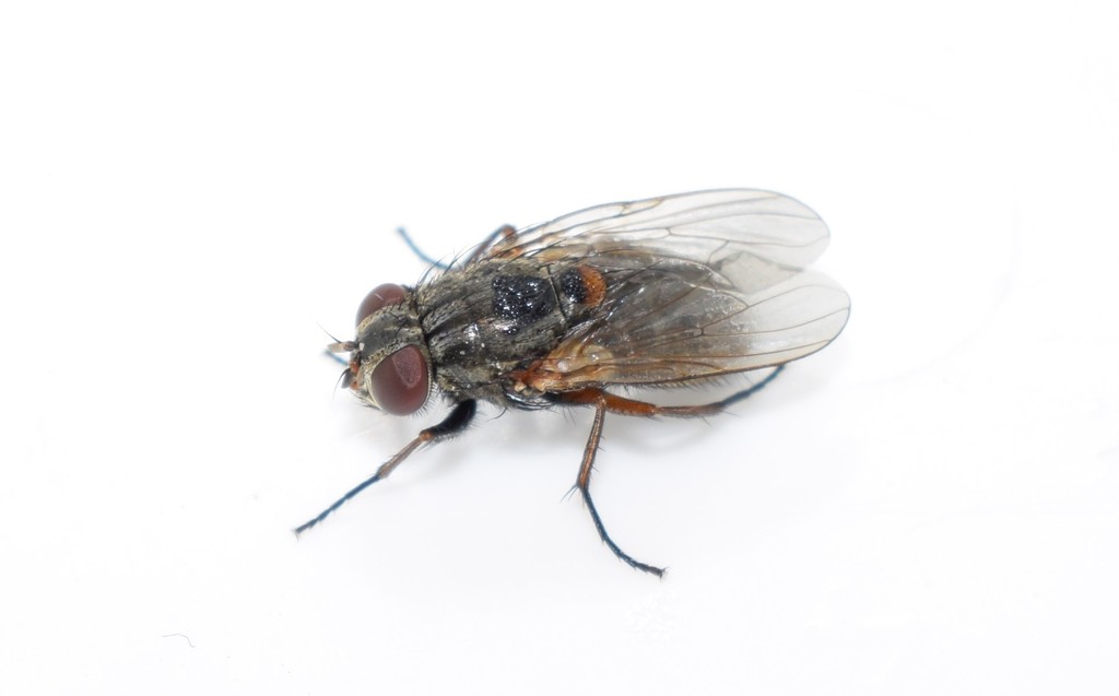 False Stable Fly from Αθήνα, Ελλάδα on April 03, 2022 at 06:33 PM by ...