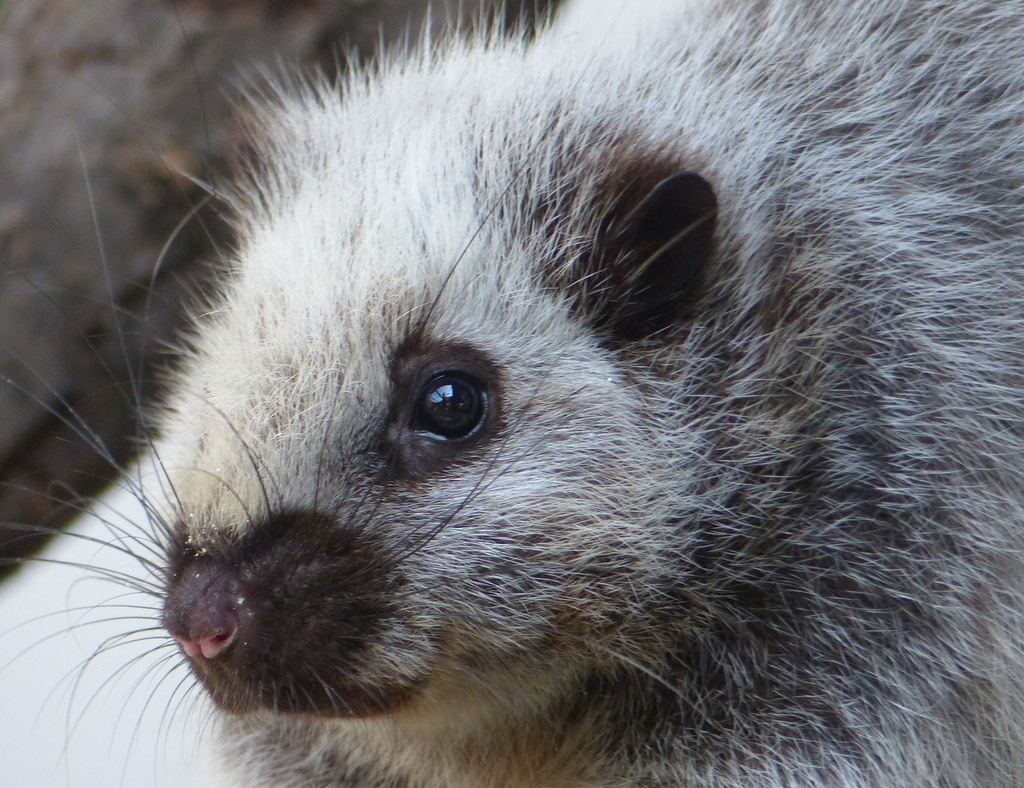 Northern Luzon Giant Cloud Rat (Phloeomys pallidus) - Know Your Mammals
