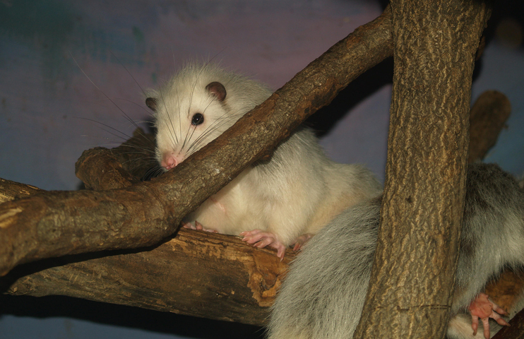Northern Luzon Giant Cloud Rat (Phloeomys pallidus) - Know Your Mammals