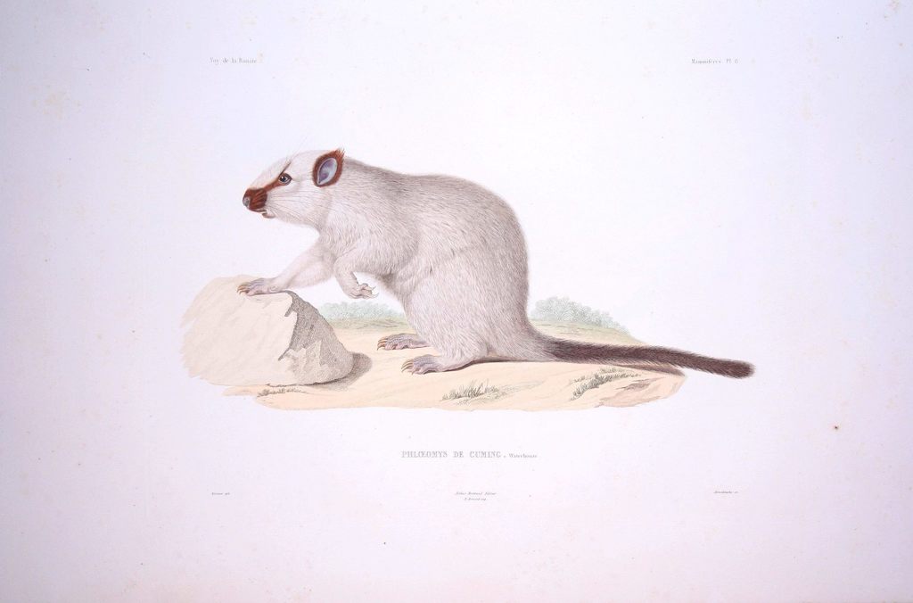 Northern Luzon Giant Cloud Rat (Phloeomys pallidus) - Know Your Mammals
