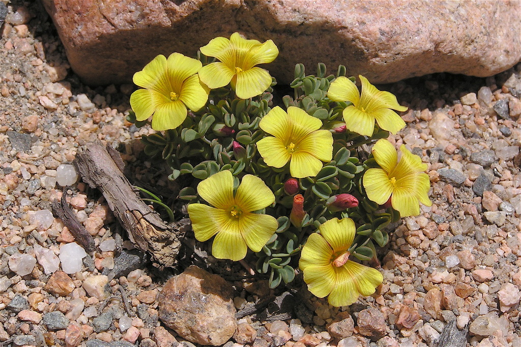 palmate-leaved Oxalis (Oxalis) - Botanical Realm