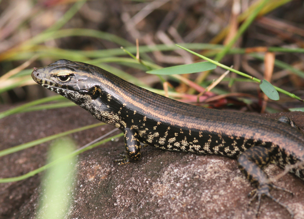 Eastern Water Skink from Royal National Park NSW 2233, Australië on ...