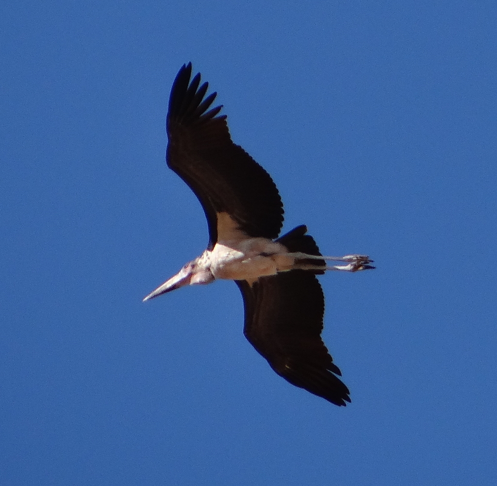 Marabou Stork from Kunene Region, Namibia on May 24, 2018 at 03:56 PM ...