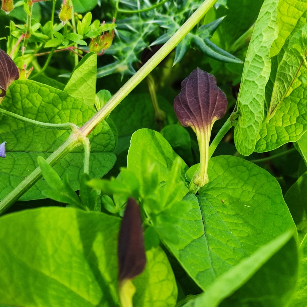 Smearwort from Parelia, Griekenland on April 9, 2022 at 06:57 PM by ...