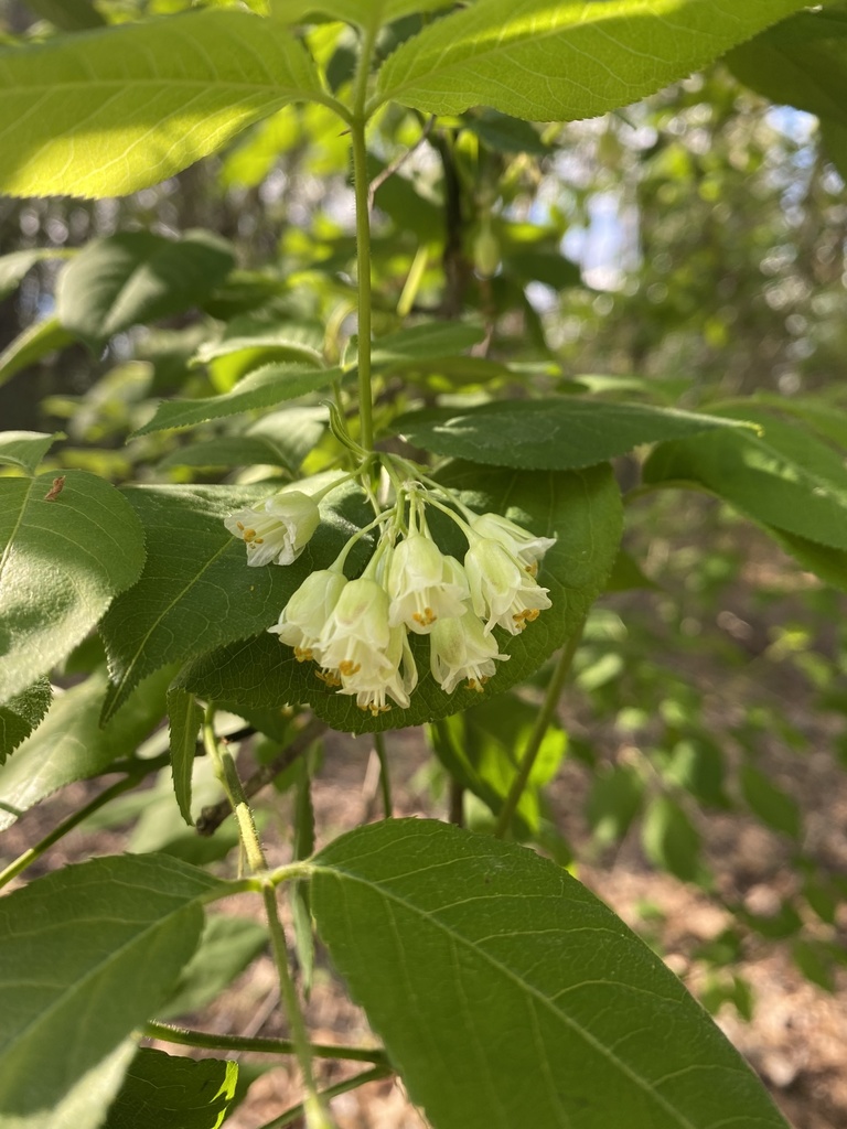 American bladdernut from Stone Eagle Ln, Raleigh, NC, US on April 09 ...