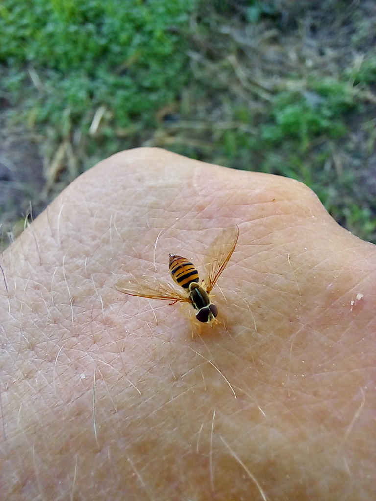 Maize Calligrapher from Las Colonias, Santa Fe, Argentina on April 09 ...