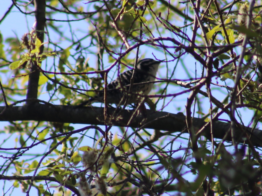 Nuttall's Woodpecker from Santa Cruz, CA, USA on April 01, 2022 at 10: ...