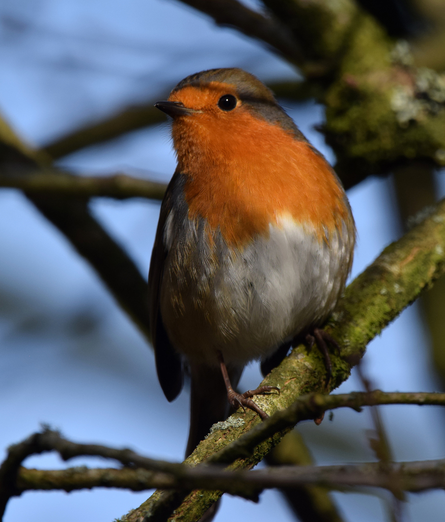 European Robin from Cheshire East, UK on February 03, 2022 at 12:30 PM ...