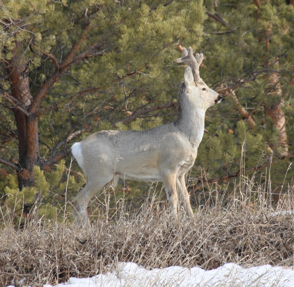 Eastern Roe Deer from Свердловская обл., Россия, 624051 on April 9 ...