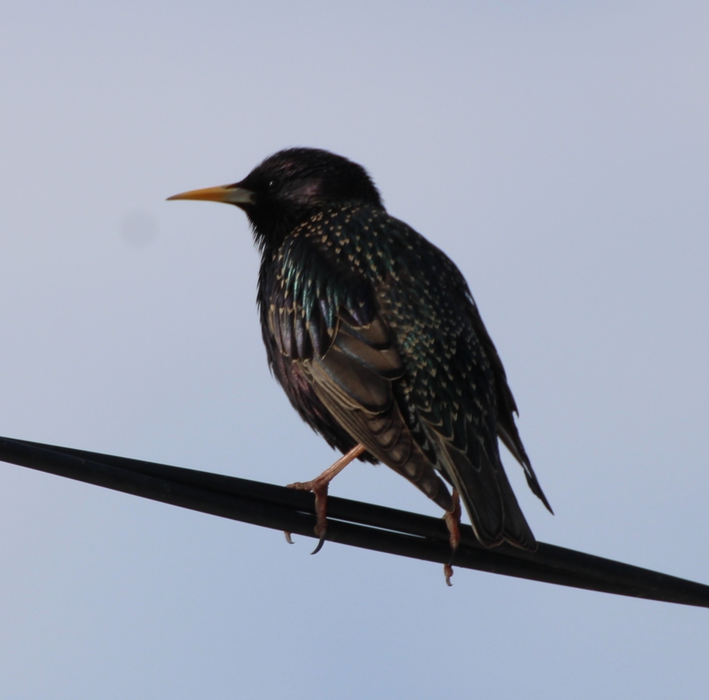 European Starling from Свердловская обл., Россия, 624047 on April 9 ...