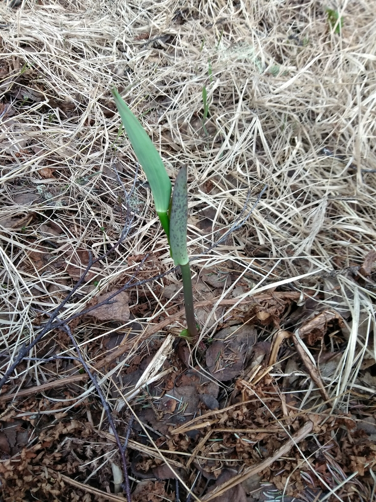 white twisted-stalk from 5224 Parks Hwy, Trapper Creek, AK 99683, USA ...