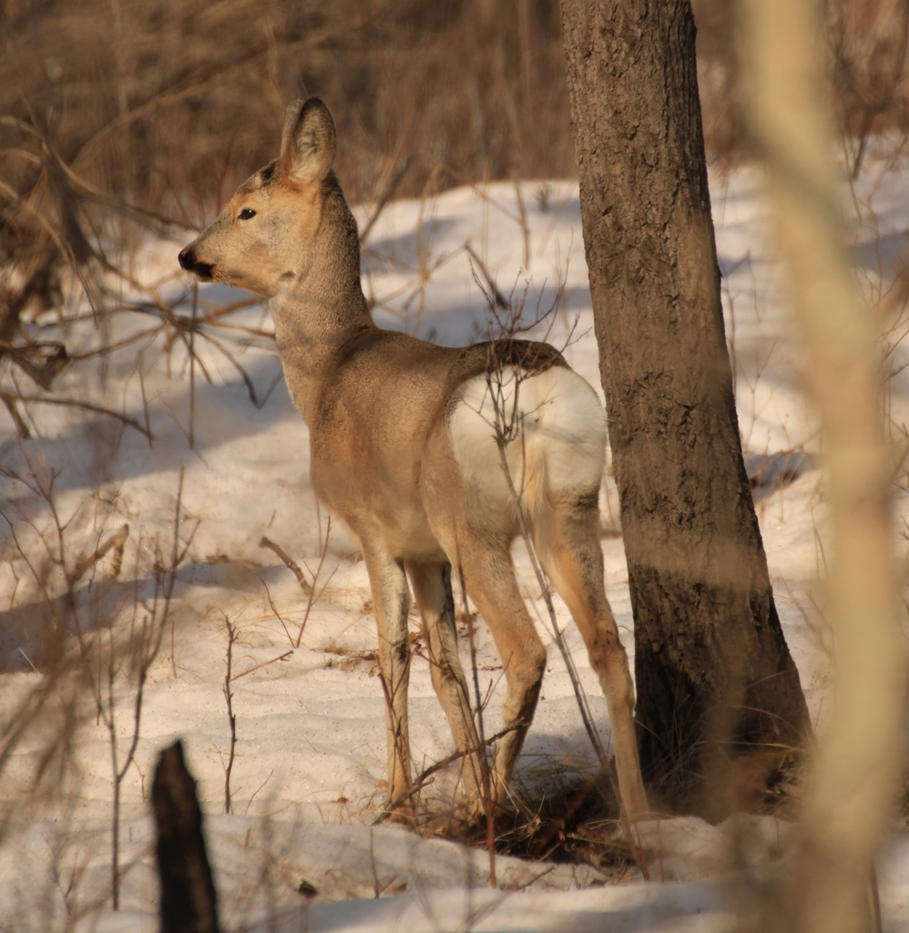Eastern Roe Deer from Свердловская обл., Россия, 623505 on April 9 ...