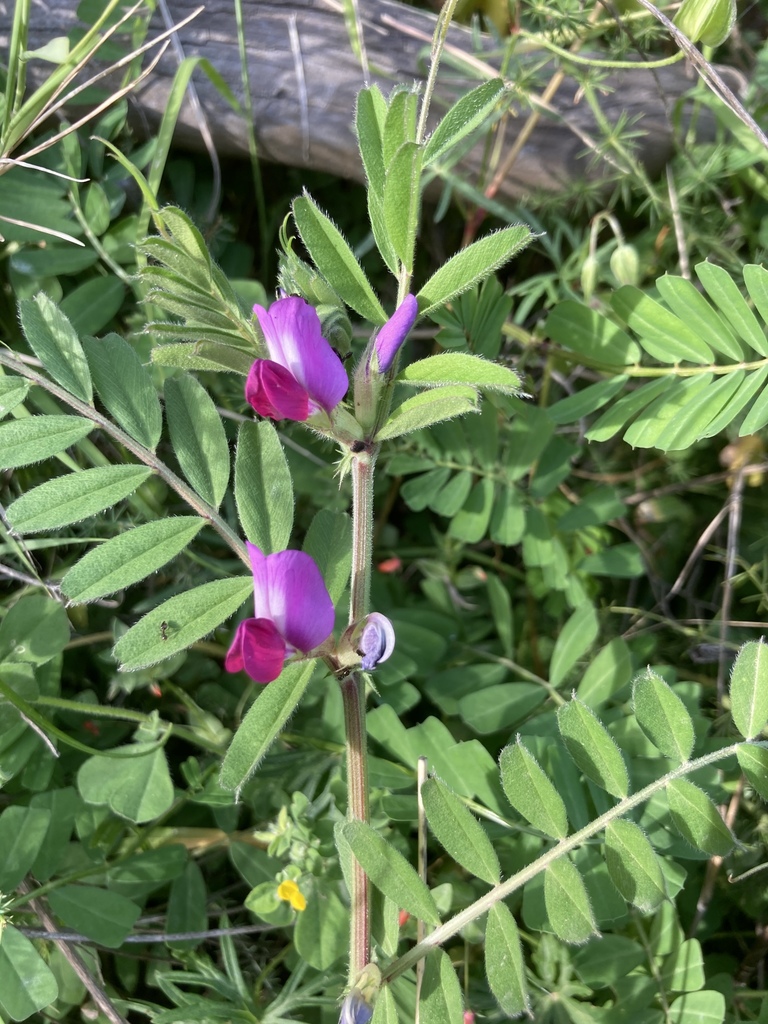 Common Vetch (Vicia sativa) - Botanical Realm