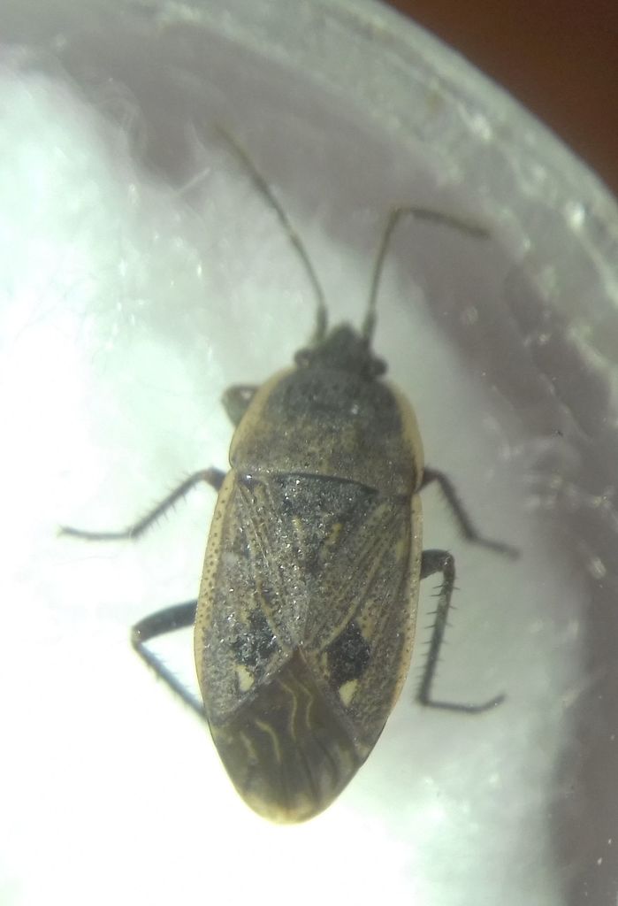 eyed groundbug from Buftea 070000, Romania on April 09, 2022 at 12:21 ...