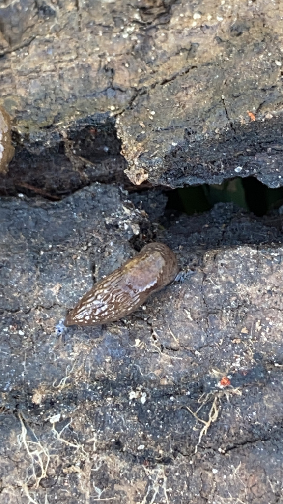 Smooth Land Slugs from Windsor, CT, US on April 09, 2022 at 12:27 PM by ...