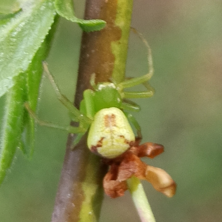 Triangle Crab Spider from Dolna Mitropoliya, BG-PV, BG on April 9, 2022 ...