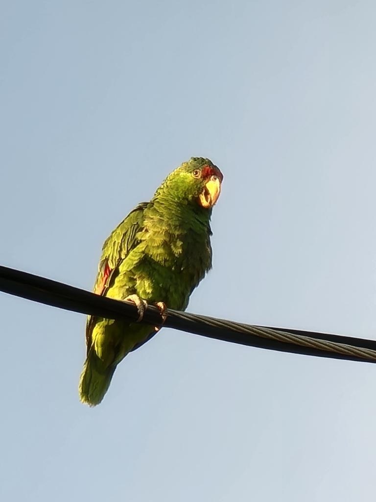 Red-crowned Parrot in April 2022 by jessyraad · iNaturalist