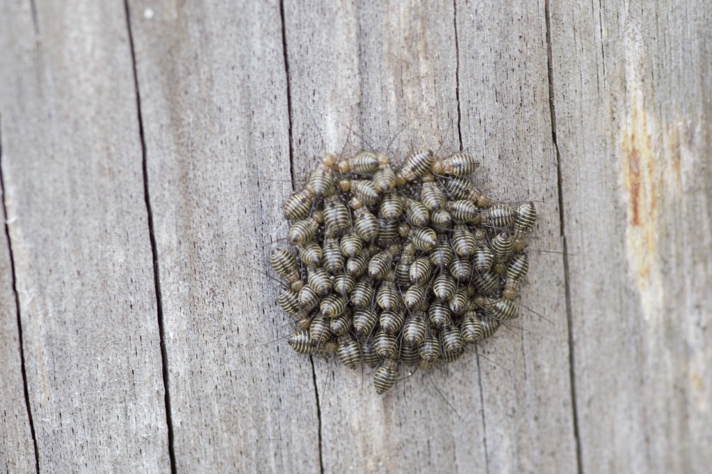 Common Barklice from San Clemente del Tuyu, Provincia de Buenos Aires ...
